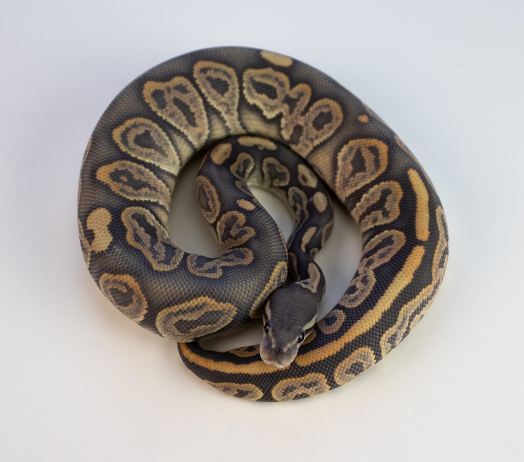Leopard Ball Python Morph: Info, Appearance Pictures & Care Guide | The ...