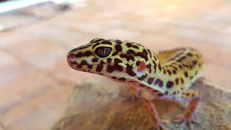 10 Vet-Reviewed Common Diseases in Leopard Geckos (& Care Tips) | The ...