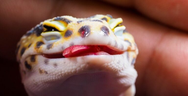 How to Tell If Your Leopard Gecko Is Dying: 5 Signs to Look For | The ...
