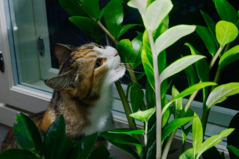 Are Money Trees Toxic to Cats? Vet-Verified Facts & Safety Guide | The ...