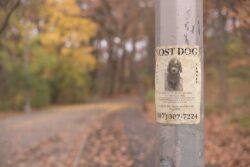 How to Find a Lost Dog Fast: 8 Vet-Verified Tips For Retrieving A ...