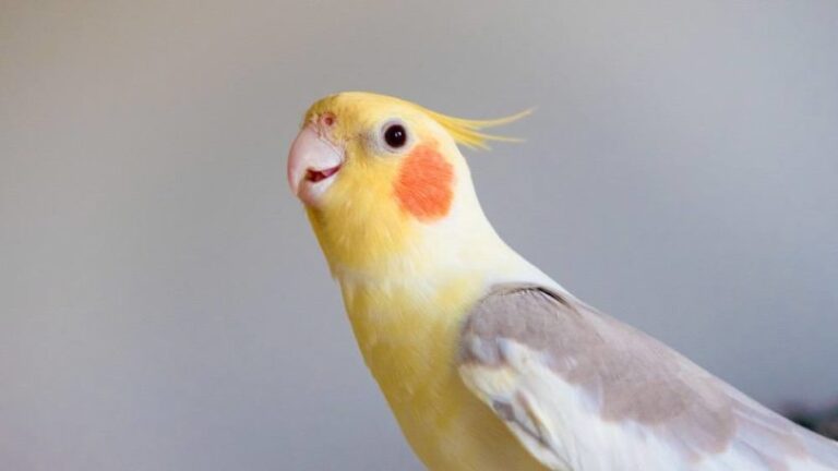 How to Train Cockatiels: 5 Tips, Tricks & Advice | The Vet Desk