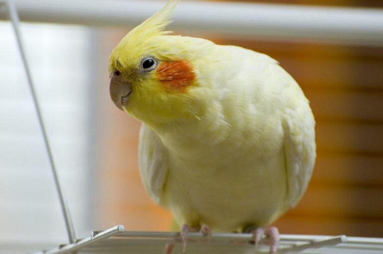 Lutino Cockatiel Bird: Info, Pictures, Personality, Diet & Care Guide ...