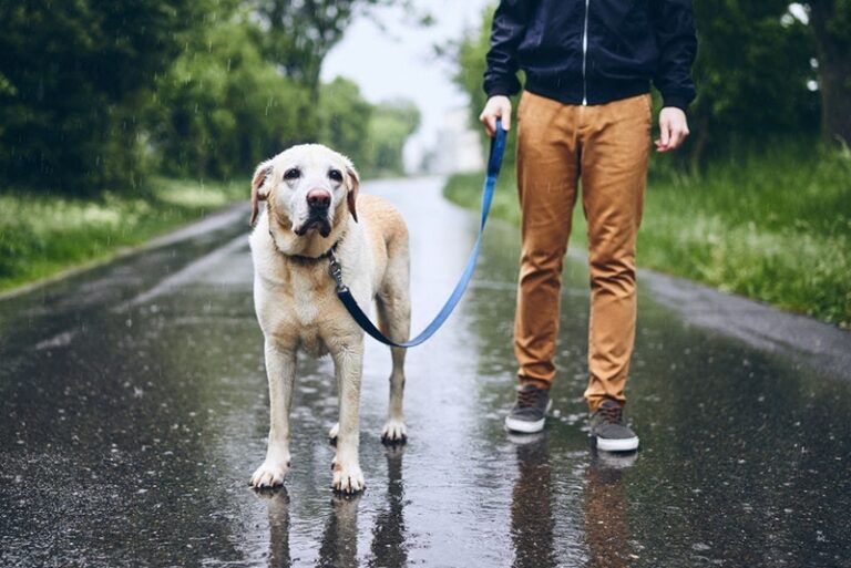 How to Walk Your Dog in the Rain – 10 Vet-Verified Tips & Tricks | The ...