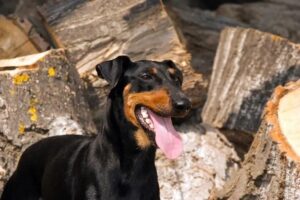 Manchester Terrier Dog Breed Guide: Info, Pictures, Care & More! | The ...