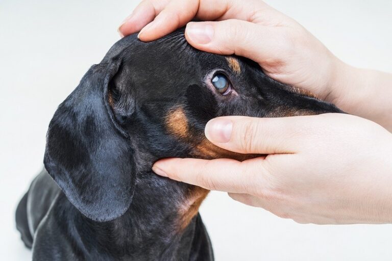 13 Common Eye Problems in Dogs: Vet-Verified Signs & Treatment Options ...