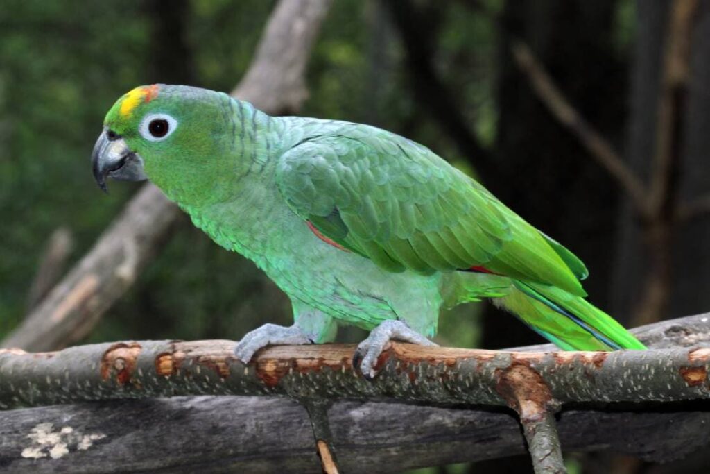 Mealy Amazon Parrot: Info, Pictures, Diet & Care Guide | The Vet Desk
