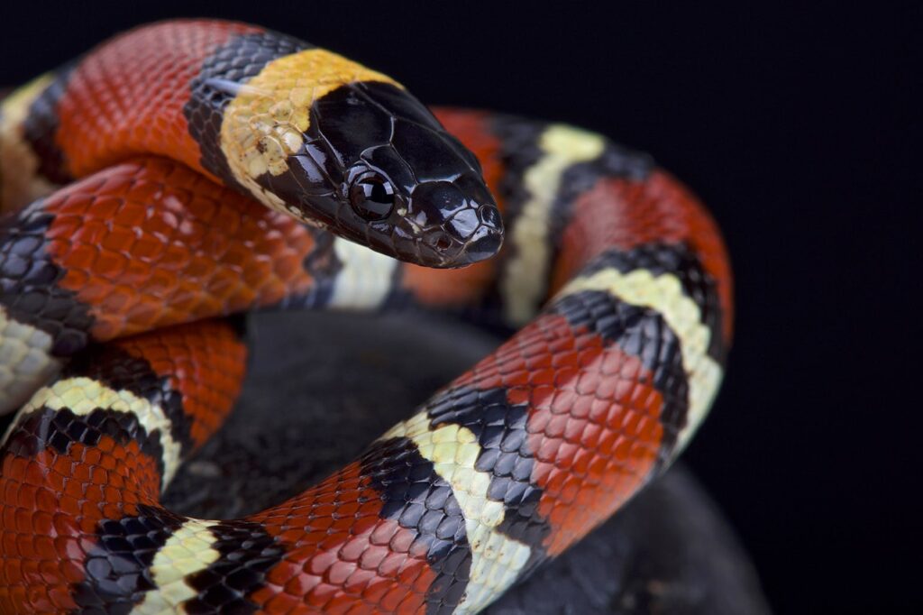 How Do Snakes Poop & Pee? Vet-Approved Anatomy & Physiology Information ...