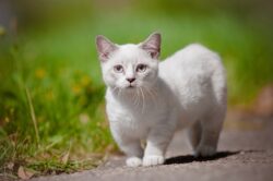 10 Amazing Munchkin Cat Colors (With Info & Pictures) | The Vet Desk