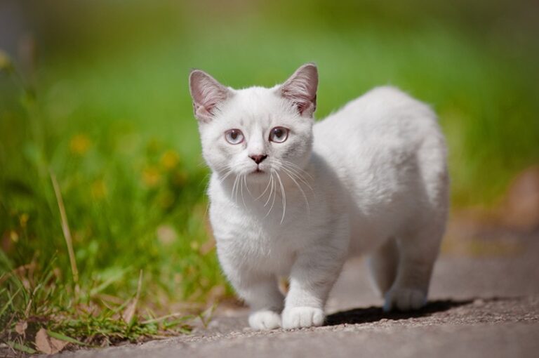 6 Types of Cat Breeds: Vet-Reviewed Facts (With Pictures) | The Vet Desk