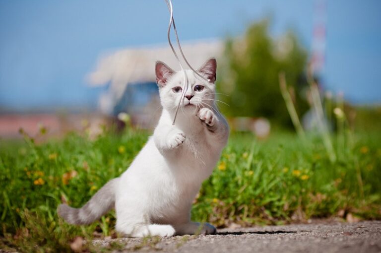 15 Surprising Munchkin Cat Vet-Verified Facts You May Not Know | The ...