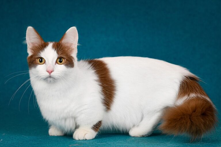 How Big Will My Munchkin Cat Get? Size + Growth Chart | The Vet Desk