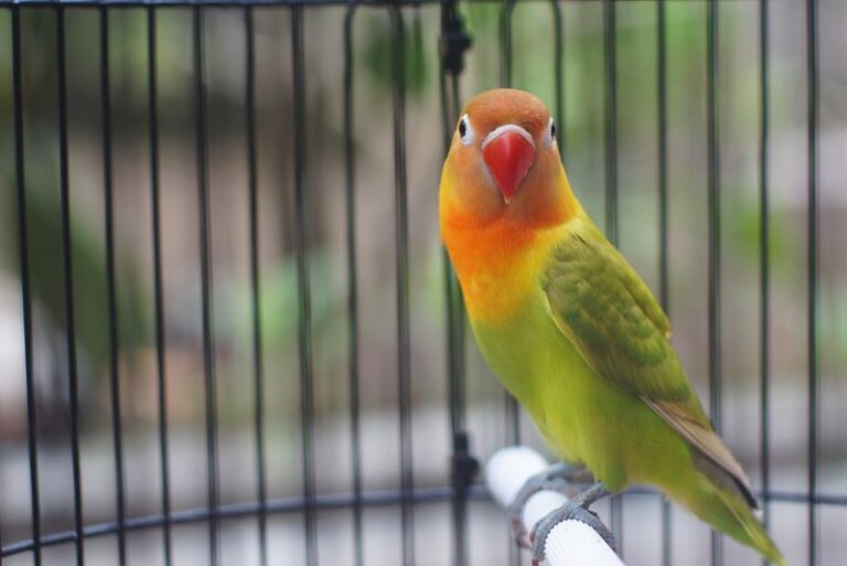 How Well Can Birds Smell? Vet-Reviewed Facts & FAQ | The Vet Desk