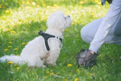 My Dog Ate Oreos: Should I Be Worried? Vet Approved Advice | The Vet Desk