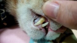 Tooth Resorption in Cats: Causes, Signs, & Care (Vet Answer) | The Vet Desk