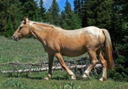 Roan Horses: 4 Different Colors (With Info & Pictures) | The Vet Desk