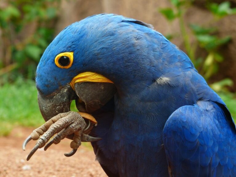 10 Types of Blue Parrot Species That Make Great Pets (With Info ...