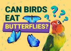 Can Birds Eat Butterflies? Potential Benefits & Risks Explained! | The ...