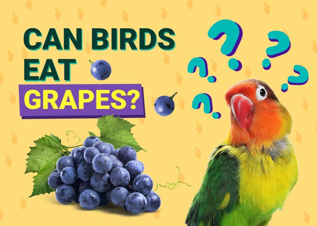 Can Birds Eat Grapes? Benefits & Precautions | The Vet Desk