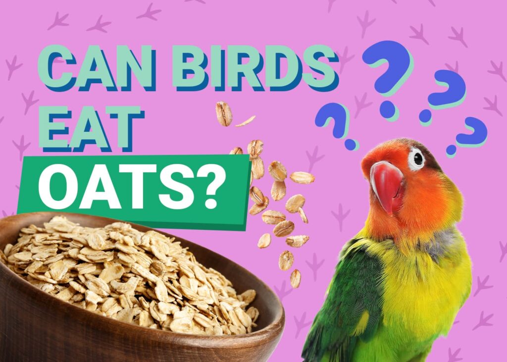 Can Birds Eat Oats? Health & Safety Facts | The Vet Desk