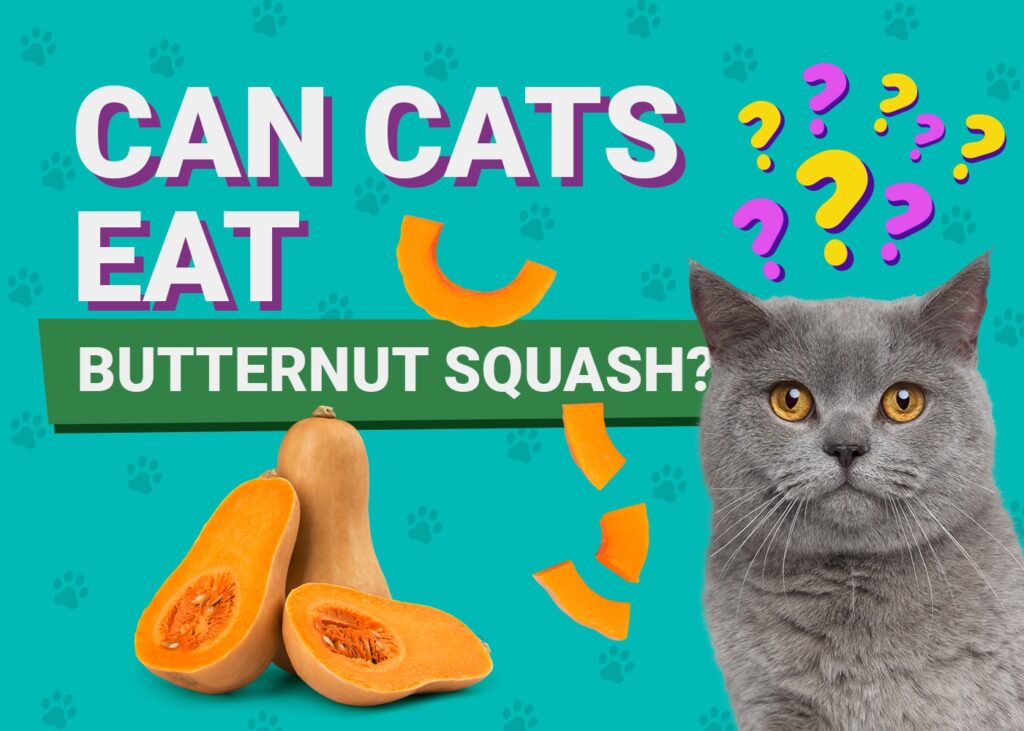Can Cats Eat Squash? Vet Approved Facts & FAQ | The Vet Desk