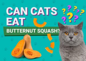 Can Cats Eat Squash? Vet Approved Facts & FAQ | The Vet Desk