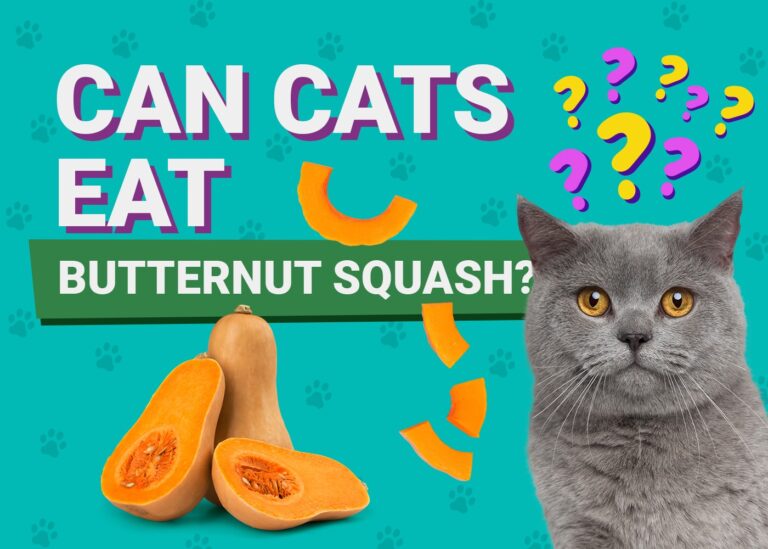 Can Cats Eat Squash? Vet Approved Facts & FAQ | The Vet Desk
