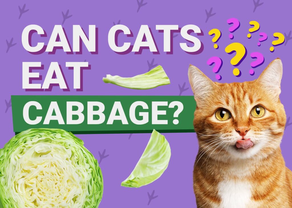 Can Cats Eat Cabbage? Vet-Reviewed Facts On Raw, Cooked, Red & More ...