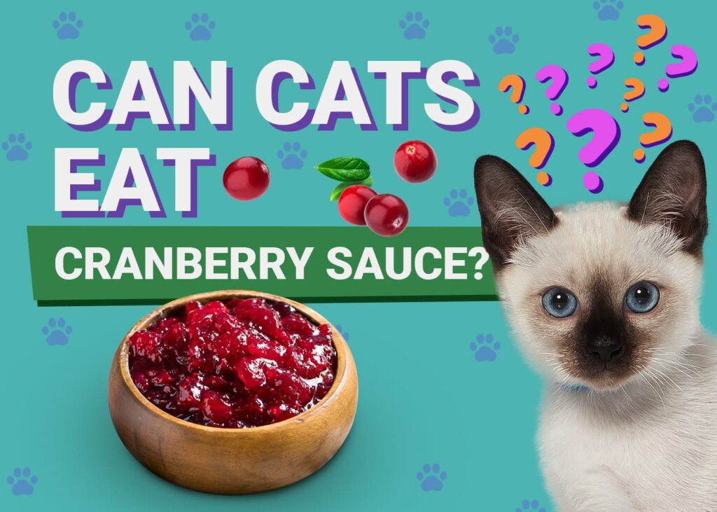 Can Cats Eat Cranberry Sauce? Vet Reviewed Nutrition Facts | The Vet Desk