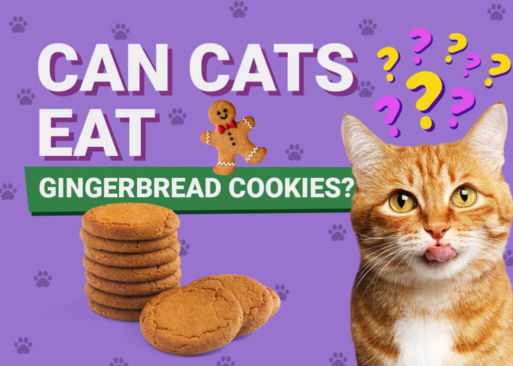 Can Cats Eat Gingerbread Cookies? Vet Reviewed Nutrition Facts | The ...