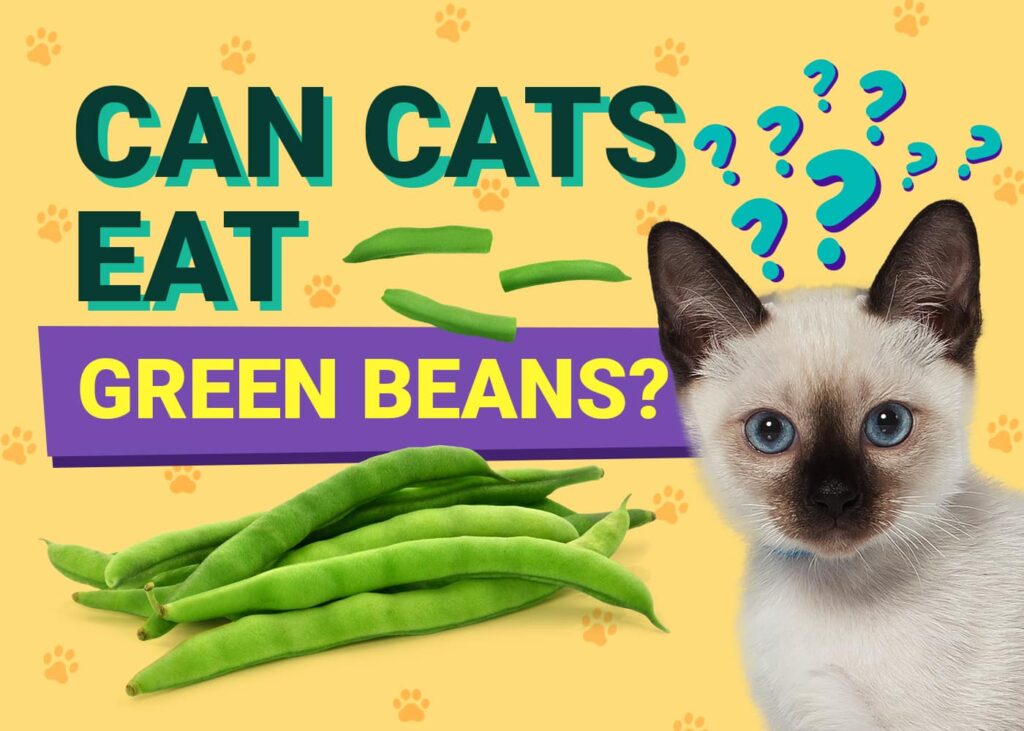 Can Cats Eat Green Beans? Vet Reviewed Benefits Explained | The Vet Desk