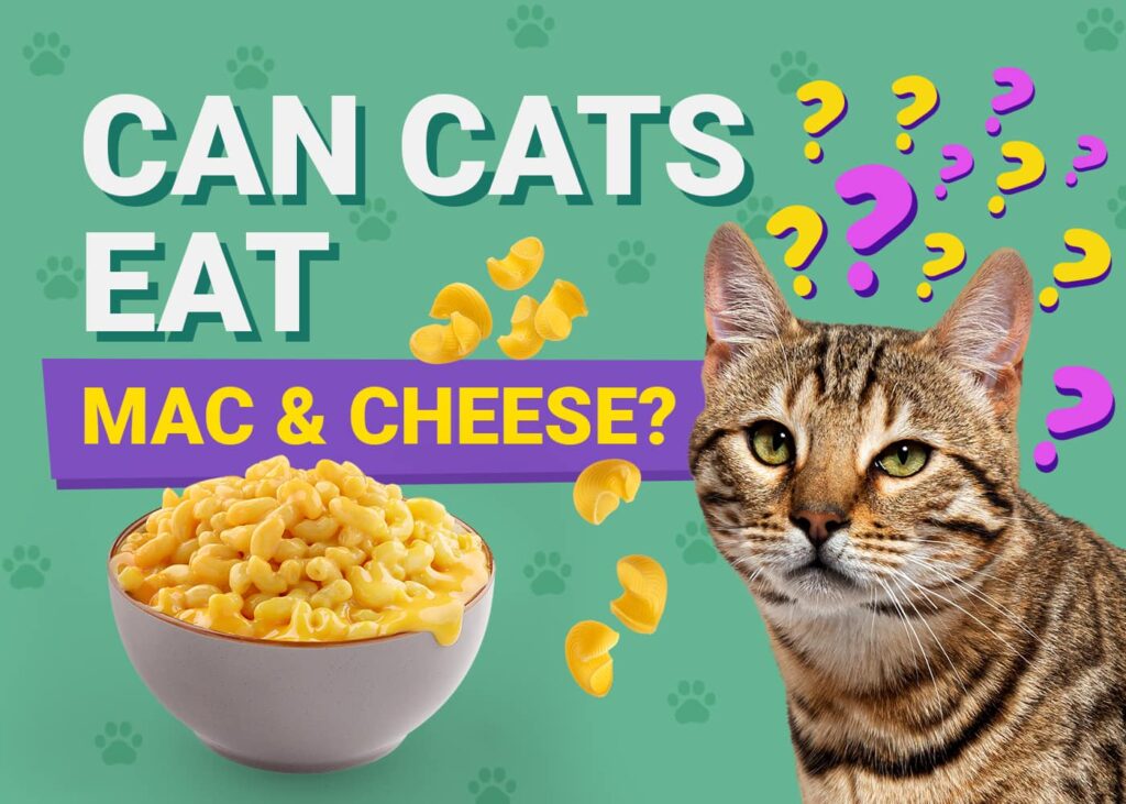 Can Cats Eat Mac & Cheese? Vet Reviewed Nutrition Facts & FAQ | The Vet ...