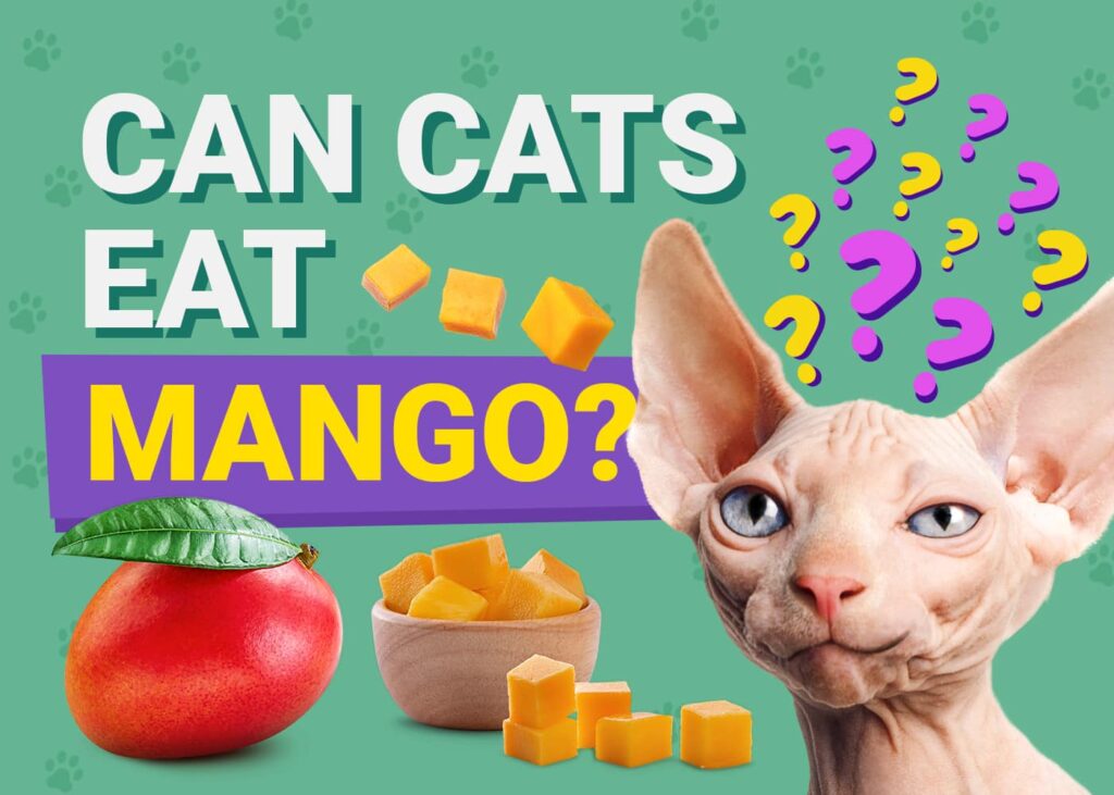 Can Cats Eat Mango? Vet-Reviewed Facts & FAQ | The Vet Desk