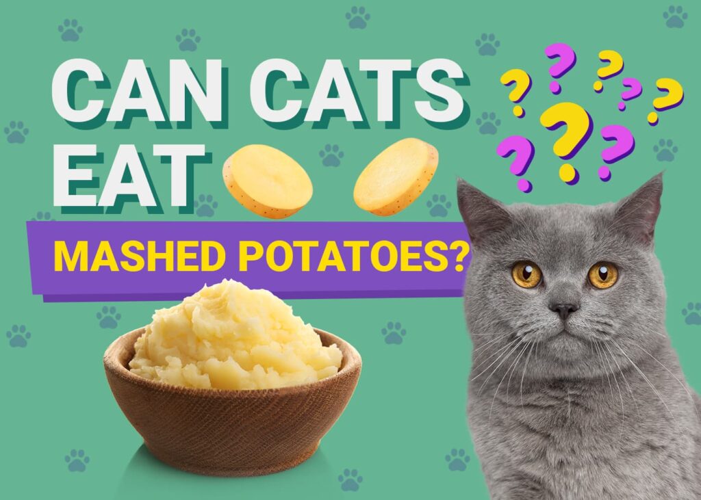 Can Cats Eat Mashed Potatoes? Vet Reviewed Nutrition Facts | The Vet Desk
