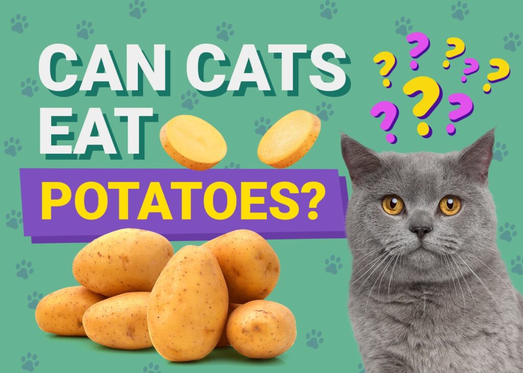 Can Cats Eat Potatoes? Vet Reviewed Facts & FAQ | The Vet Desk