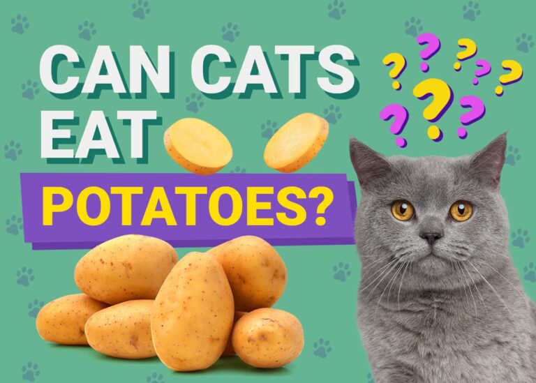 Can Cats Eat Potatoes? Vet Reviewed Facts & FAQ | The Vet Desk