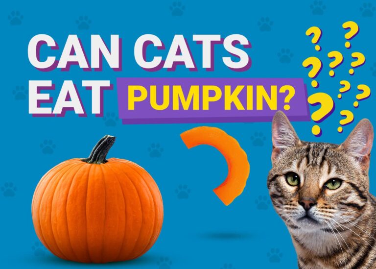 Can Cats Eat Pumpkin (Raw, Canned & Seeds)? Vet Reviewed Facts & FAQ ...