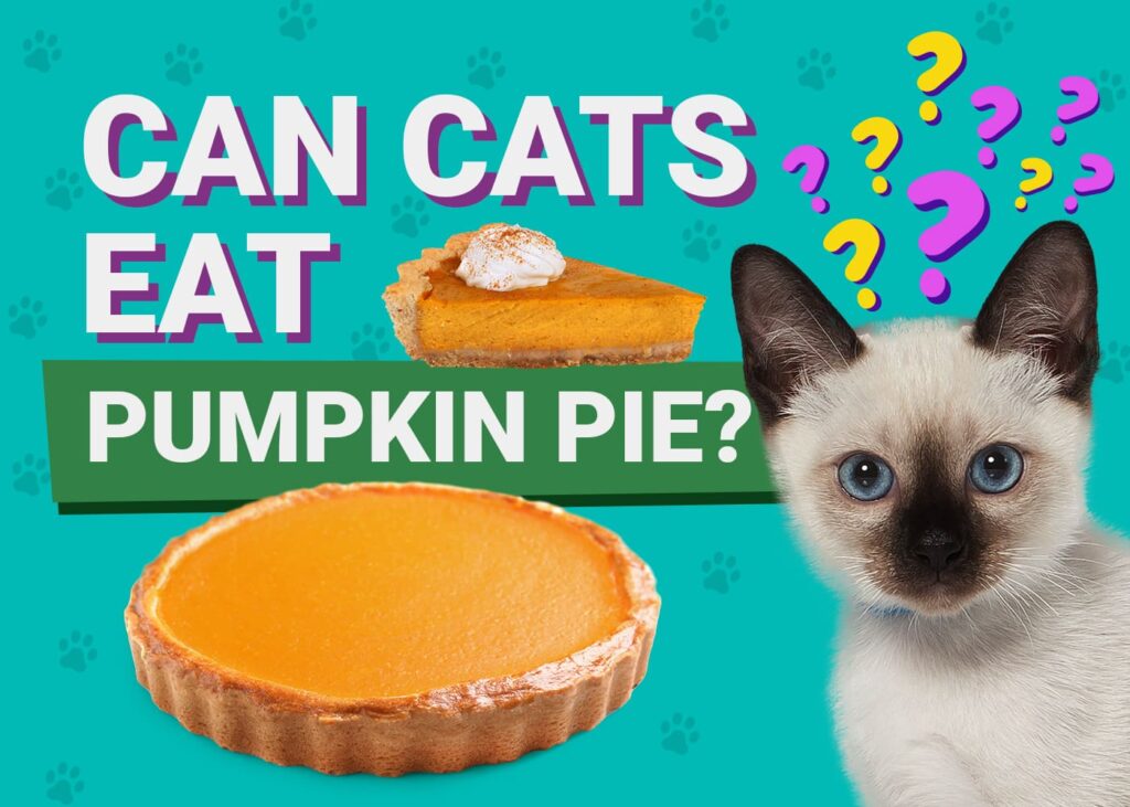 Can Cats Eat Pumpkin Pie? Vet Reviewed Facts | The Vet Desk