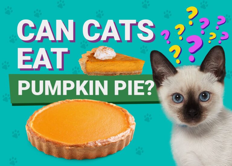 Can Cats Eat Green Beans? Vet Reviewed Benefits Explained | The Vet Desk