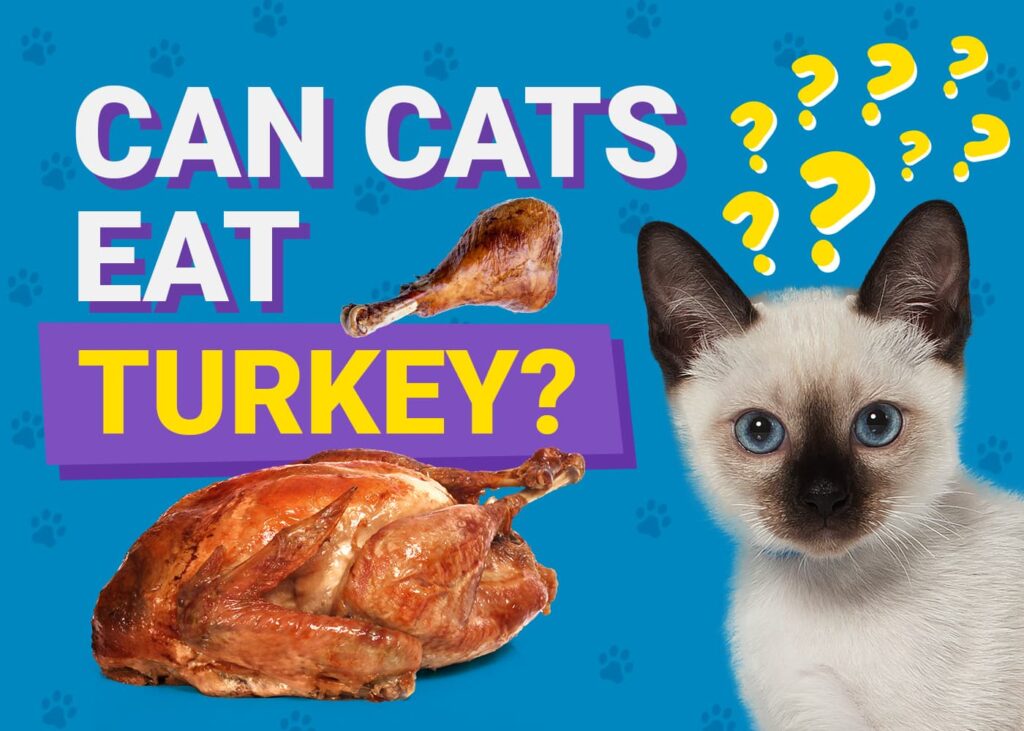 Can Cats Eat Turkey? Vet Reviewed Nutrition Facts | The Vet Desk