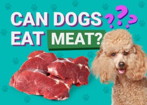 Can Dogs Eat Raw Meat? Learn What Is Safe for Your Pup | The Vet Desk