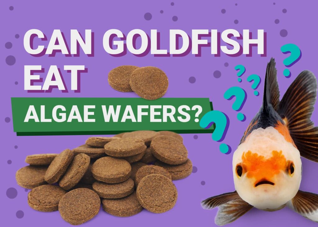 Can Goldfish Eat Algae Wafers? Vet-Reviewed Nutrition Facts & FAQ | The ...