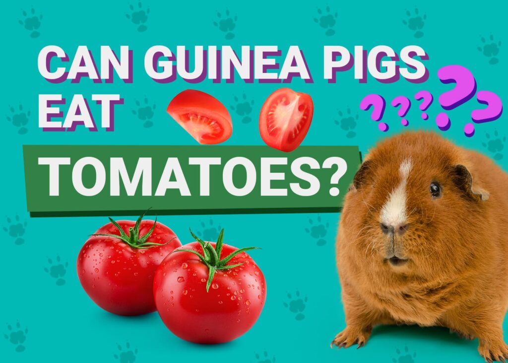 Can Guinea Pigs Eat Tomatoes? Vet-Approved Nutritional Guide | The Vet Desk