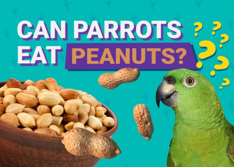 Can Parrots Eat Peanuts? Vet-Reviewed Health & Feeding Facts | The Vet Desk