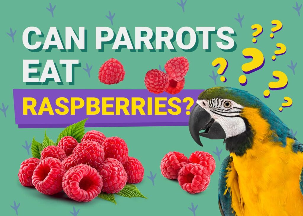 What Fruits & Vegetables Can Cockatiels Eat? 20 Vet Reviewed Options ...