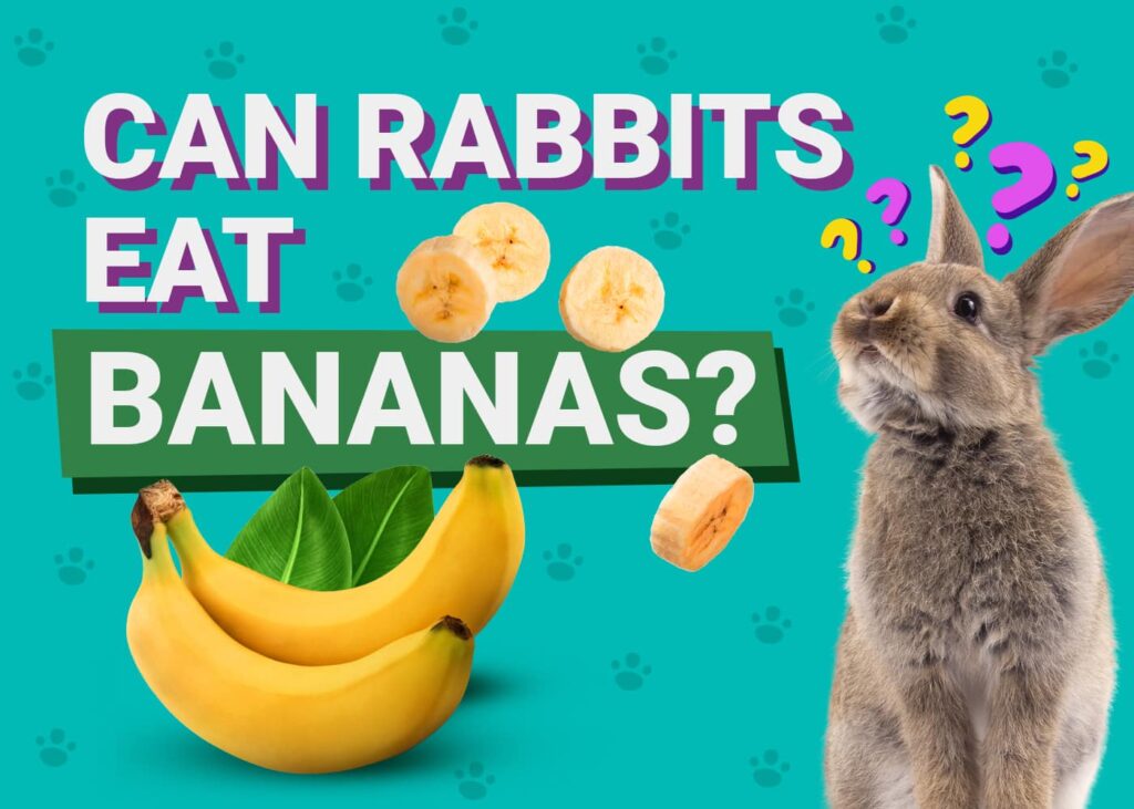 Can Rabbits Eat Bananas? Vet-Reviewed Facts & FAQ | The Vet Desk