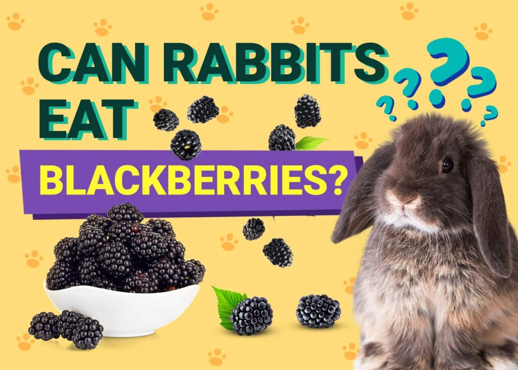 Can Rabbits Eat Blackberries? Vet-Reviewed Facts & FAQ | The Vet Desk