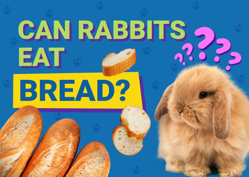 Can Rabbits Eat Bread? Vet-Verified Facts & Risks | The Vet Desk