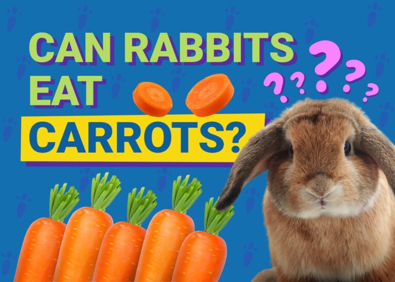 Can Rabbits Eat Carrots? Vet-Reviewed Nutrition Facts & FAQ | The Vet Desk