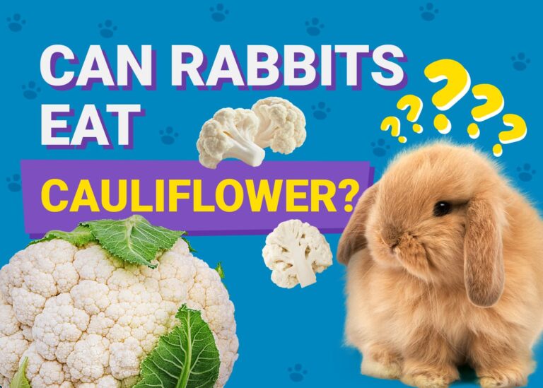 Can Rabbits Eat Cauliflower? Vet-Reviewed Safety Facts & FAQ | The Vet Desk